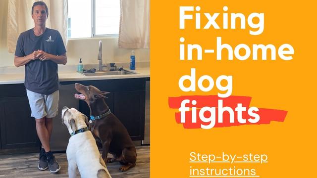 Tips to Stop Dog Siblings Fighting: A Guide for Pet Owners