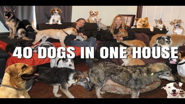 How Many Dogs Can I Have In My House: A Guide to Dog Ownership Limits