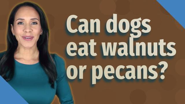 Mogen honden walnoten eten? Wat je moet weten