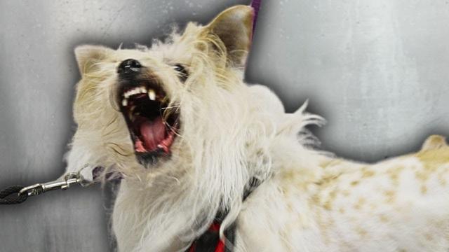 Are Female Dogs More Aggressive? Exploring the Truth Behind Canine ...