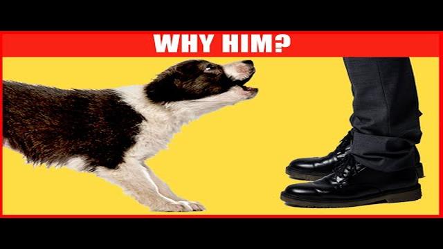 Why Do Dogs Prefer Certain People: The Science Behind Canine Preferences