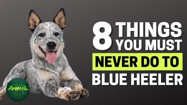 Are Blue Heelers Hunting Dogs: An In-depth Look at Their Hunting Abilities