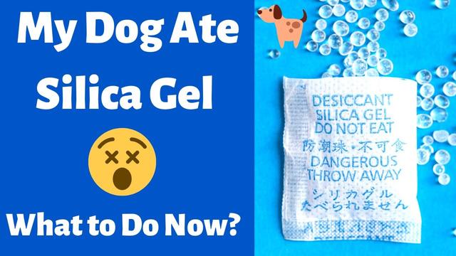 What to Do If Your Dog Ate an Ice Pack: Common Symptoms and Treatment