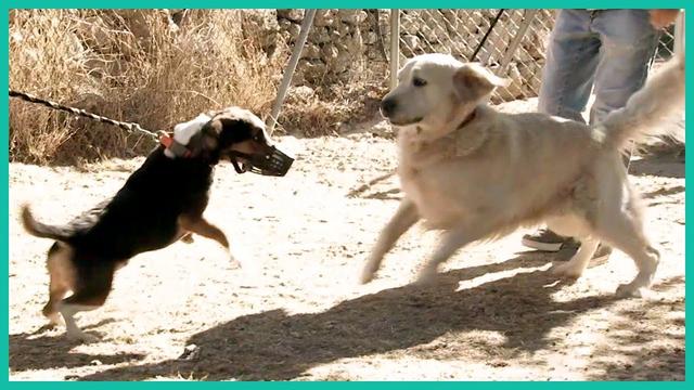 Adding A Third Dog To A Bonded Pair: Things You Need To Consider