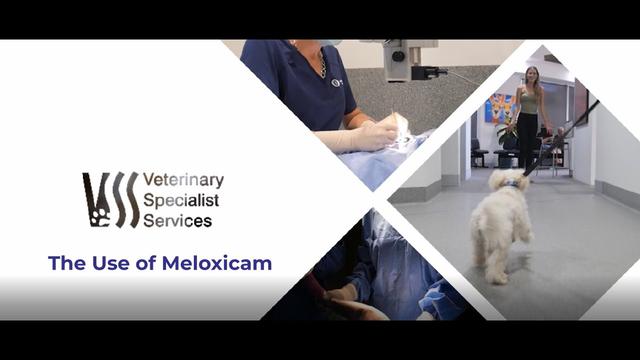 FAQ: Human Meloxicam For Dogs - Dosage, Side Effects, and Safety
