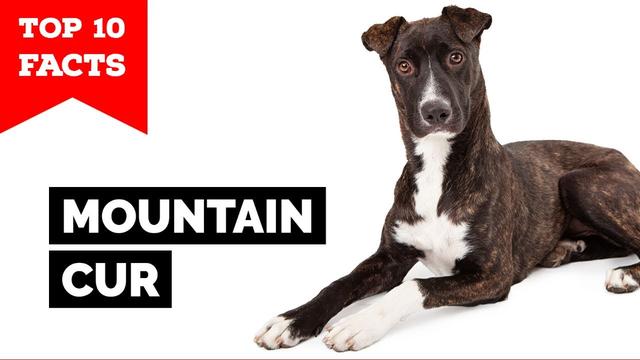 Florida Kerr Dogs: A Guide to the Popular Breed