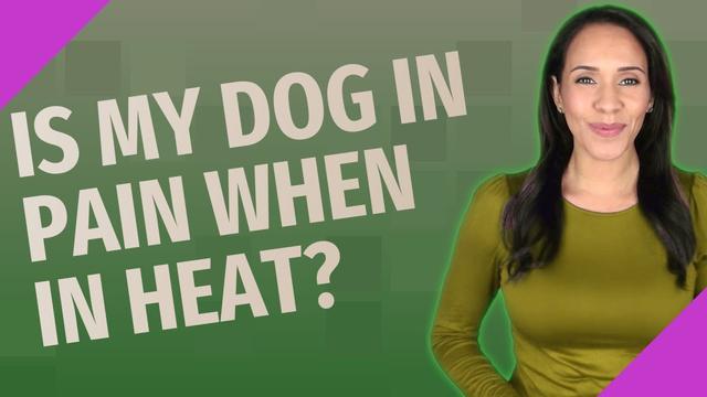 Hebben teefjes pijn als ze loops zijn - wat je moet weten