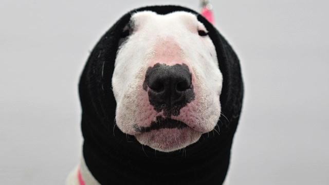 Memahami Bull Terrier Shedding: Penyebab, Penanganan, dan Tips