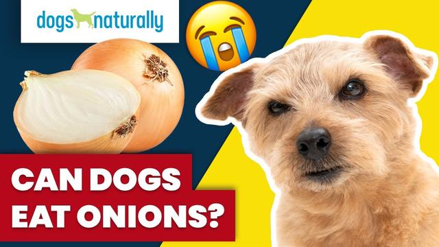 Can Dogs Eat Chicken Cooked With Onion? A Guide for Pet Owners
