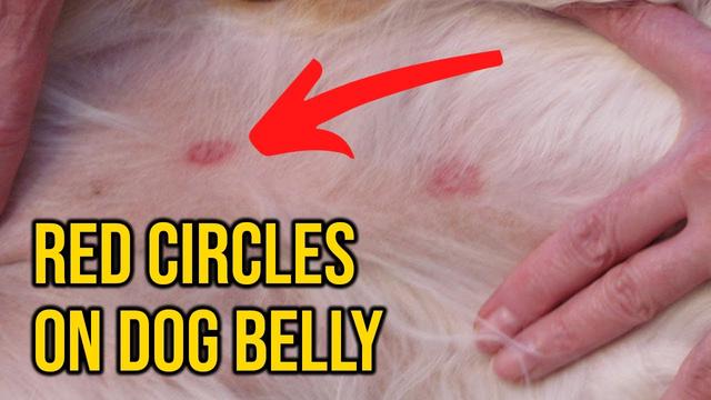 De betekenis van een groen teken op de buik van een hond - Wat het betekent