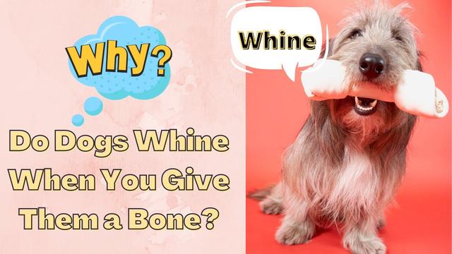Understanding Why Dogs Whine When They Have a Bone - The Science Behind It