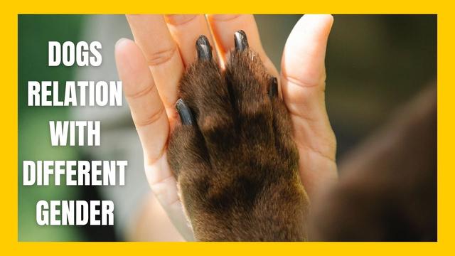 Do Female Dogs Prefer Male Owners? Exploring the Bond between Female ...