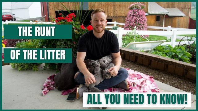 Health Issues in Runts: What You Need to Know