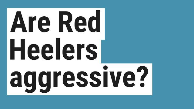 Are Red Heelers Aggressive? Discover the Truth About This Breed