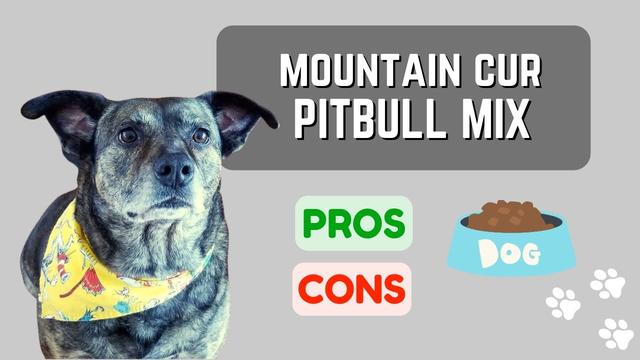 ¿Es un Cur de Montaña un Pitbull? Descubra las diferencias y similitudes