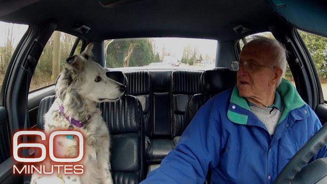 Los perros se hacen más listos con la edad: descubriendo los secretos ...