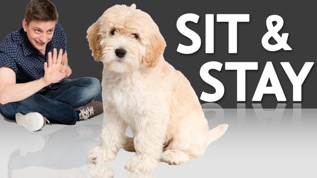 Dogs Sitting Up: The Adorable Pose That Will Melt Your Heart