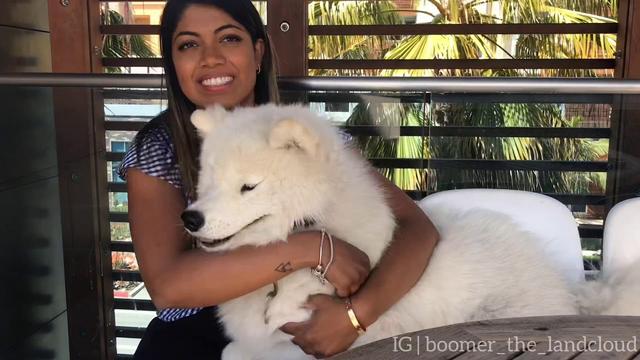 Discover the Unique Characteristics and History of the Boomer Dog Breed