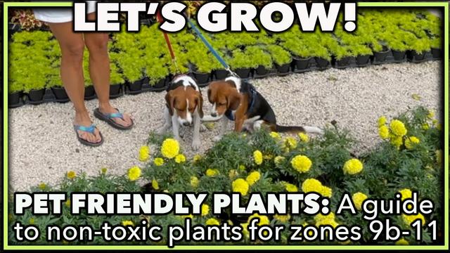 Evergreen Shrubs Safe For Dogs: A Guide to Dog-Friendly Landscaping