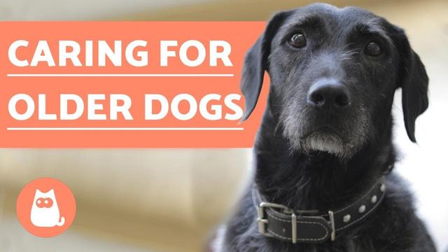 Old Dog Running Around Erratically: Understanding the Causes and How to ...