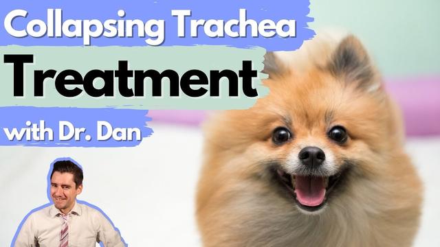 Albuterol for Dogs with Collapsed Trachea: Treatment and Management