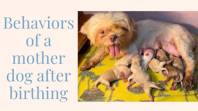 De redenen begrijpen voor het hijgen van de hond 3 dagen na de bevalling