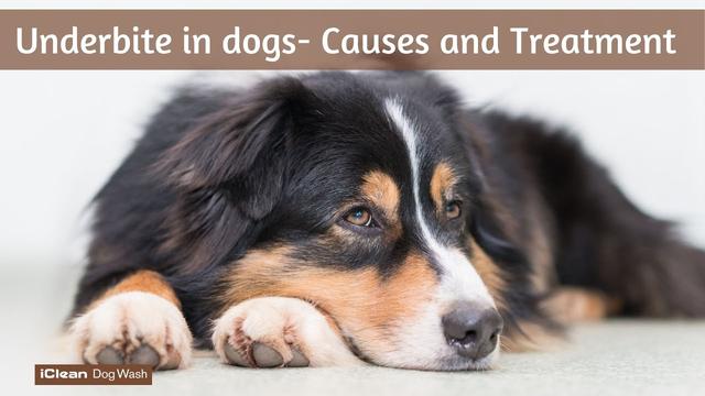 ¿Empeora la prognatismo de un cachorro? - Averígüelo aquí