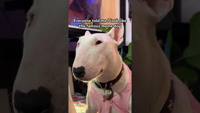 Precio del perro Walter: ¿Cuánto cuesta un perro Walter?