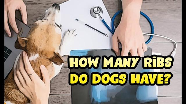 How Many Ribs Do Dogs Have: A Complete Guide