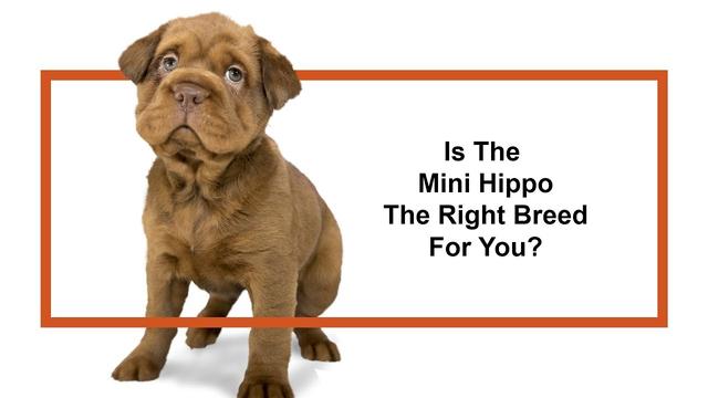 Mini Hippo Dog Breed: Everything You Need to Know