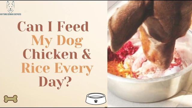Is it Safe for Dogs to Eat Chicken and Rice Everyday? A Complete Guide