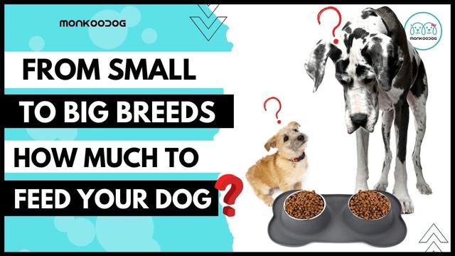 How Much Should A 75 Lb Dog Eat: A Comprehensive Guide