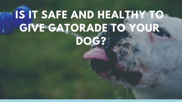 Can Dogs Safely Drink Gatorade Zero? The Pros and Cons Explained
