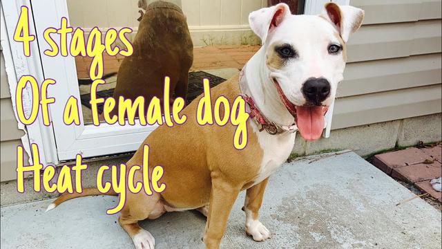 What to Expect: Physical Changes in a Dog After First Heat