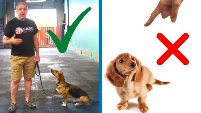 3 Tips To Control Disobedient Dog Expert Training Techniques