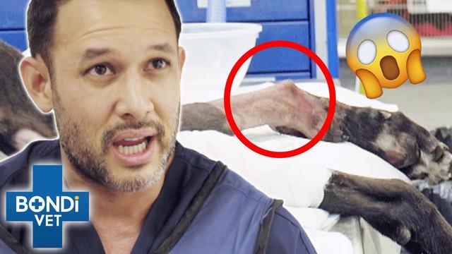 Dog Sternum Sticks Out: Causes, Symptoms and Treatment