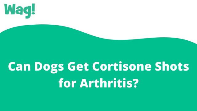 Can Dogs Get Cortisone Shots: Everything You Need to Know