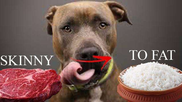 Naturally Skinny Dogs: Understanding the Genetics and Health of Lean ...