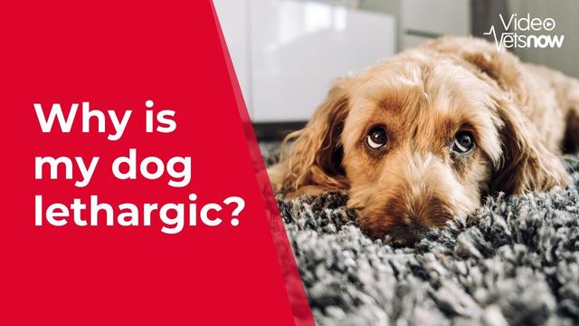 El letargo en los perros: causas, síntomas y tratamiento