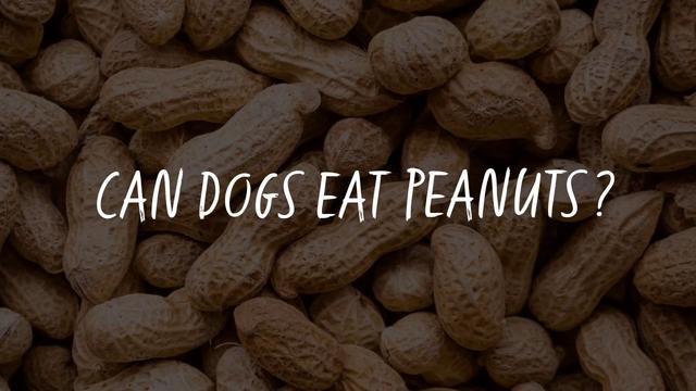 Can Dogs Eat Peanuts? Important Facts and Safety Tips