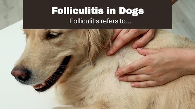 Foliculitis en perros: causas, síntomas y tratamiento