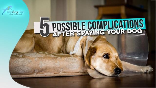 ¿Por qué mi perro está letárgico después de la esterilización? Causas ...