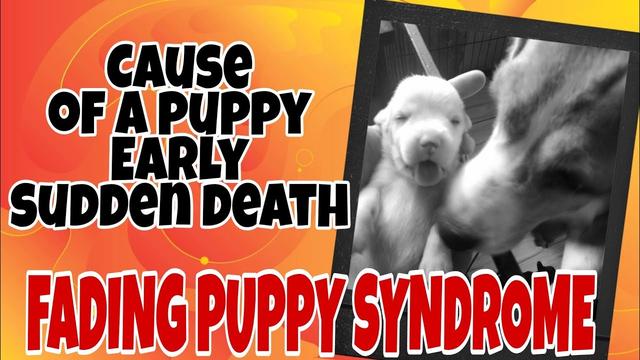 Understanding Sudden Puppy Deaths: Causes, Prevention, and Grief