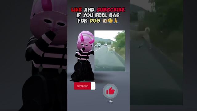 What To Do If You Accidentally Run Over A Dog: Steps to Take and Legal ...