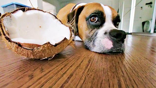 ¿Puede un perro comer coco? Consejos de seguridad y beneficios