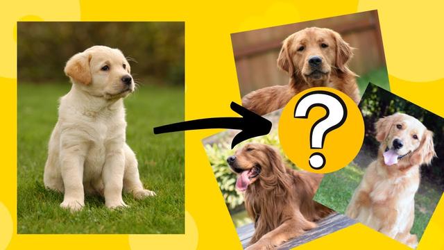 Do Puppies' Fur Get Lighter or Darker?: Unveiling the Color Changes in ...