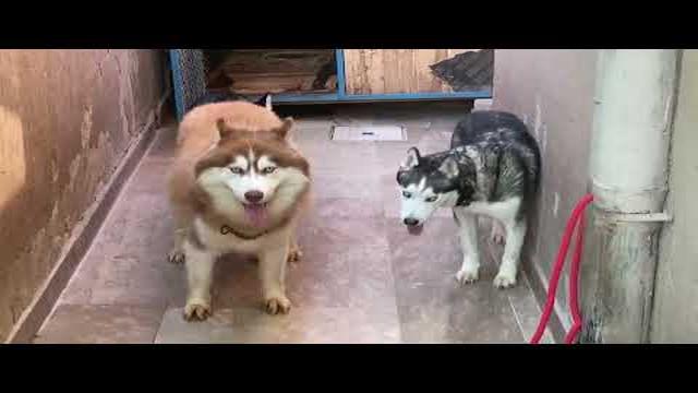 ¿Los perros gimen cuando se aparean? Comprender la reproducción canina