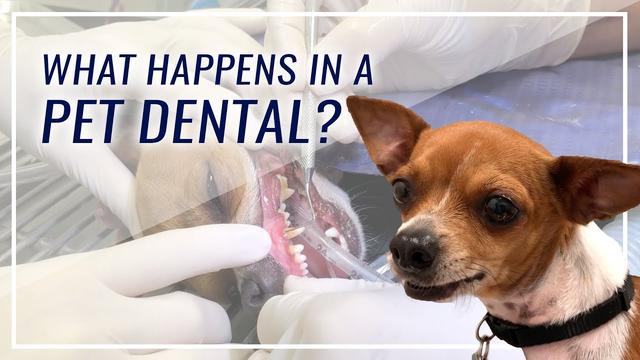 What Does A Dog Cavity Look Like: Signs, Symptoms, and Treatment