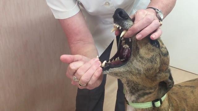 Dog Opening and Closing Mouth: What Does It Mean and How to Respond