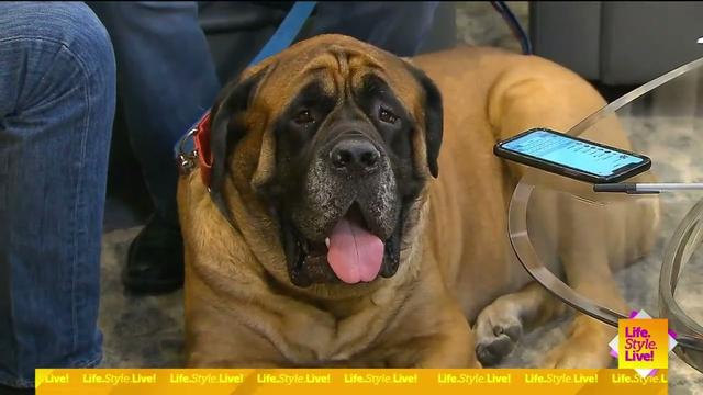 O AKC reconhece o NAPR? Saiba mais sobre o reconhecimento do Registo ...